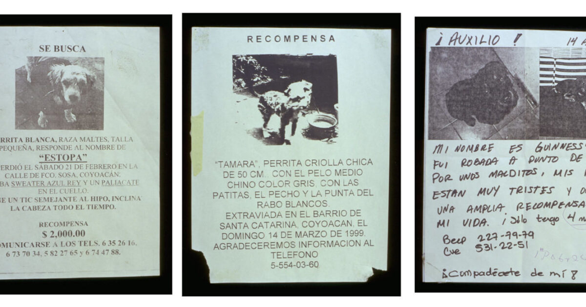 Se Busca Recompensa (Reward) | S.M.A.K.